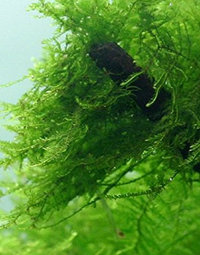 Aquarium Plants Galore Live Java Moss