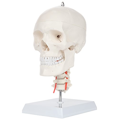 Axis Scientific 3-Part Human Skull Model with Flexible Neck | Life Size Plastic Skull on a Flexible Cervical Spine Molded from a Real Human Skull