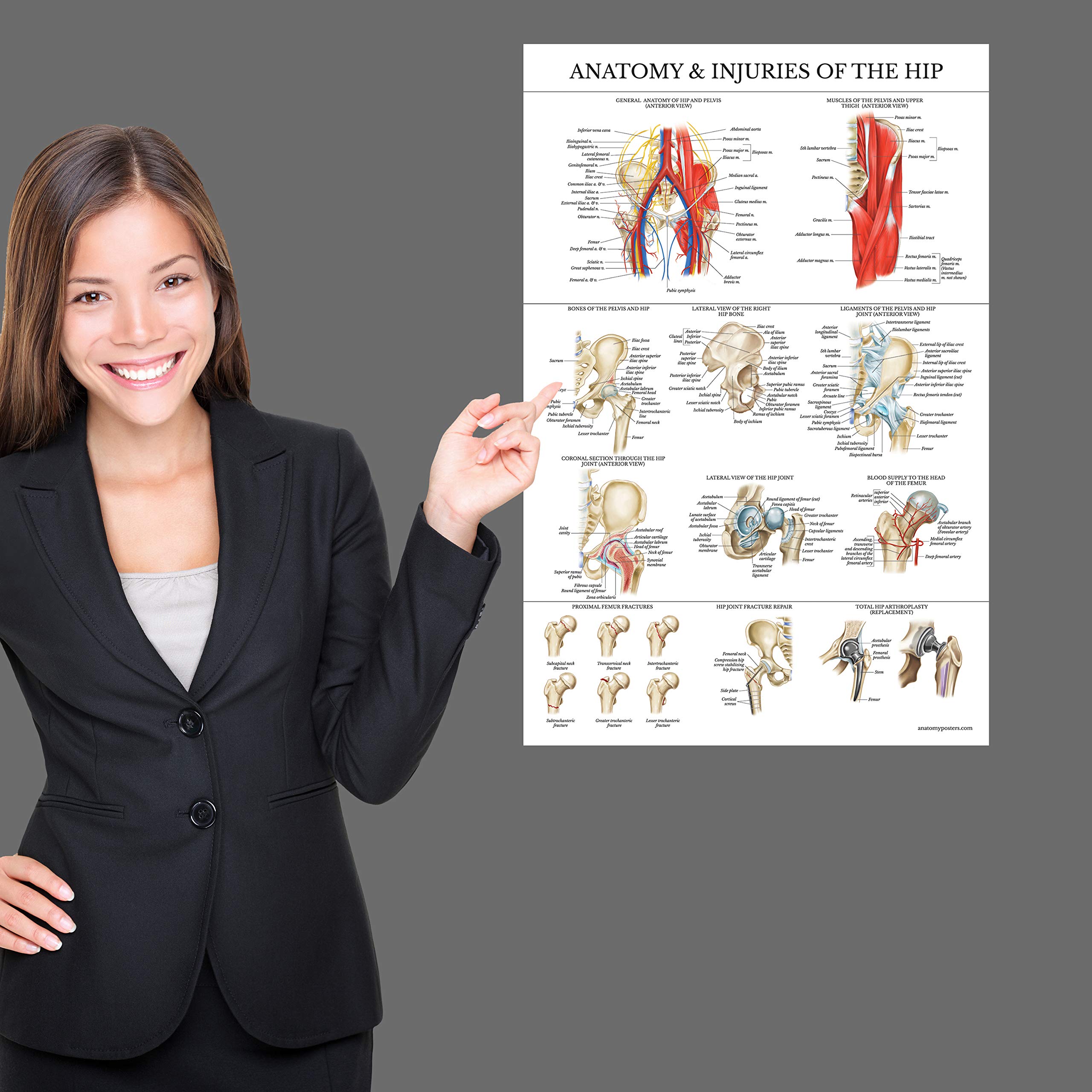 Palace Learning 2 Pack - Anatomy and Injuries of The Shoulder & Hip Poster Set - Anatomical Chart Set - Laminated 18" x 24"