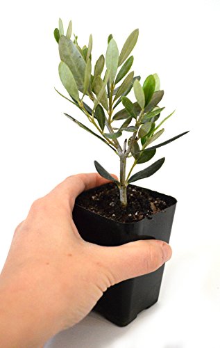 9GreenBox - Olive Tree - Tree of Peace - Olea europaea - 2 Pack