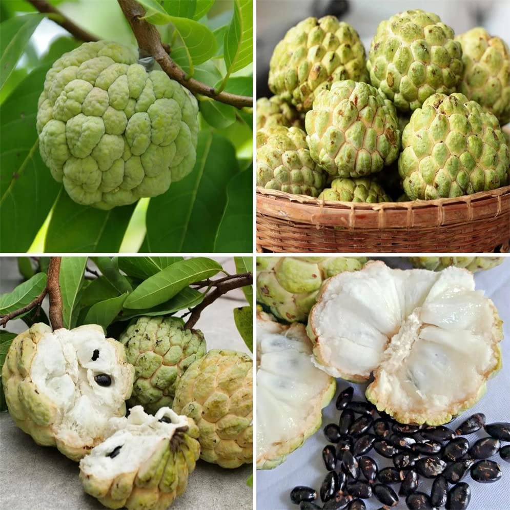 20+ Custard Apple Seeds / Annona Muricata Fruit Tree Seeds for Planting