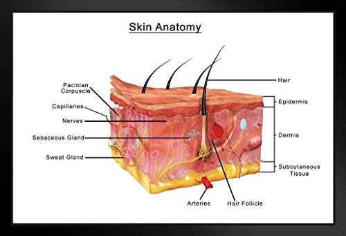 Human Skin Anatomy Cross Section Diagram Chart Art Print Stand or Hang Wood Frame Display Poster Print 13x9