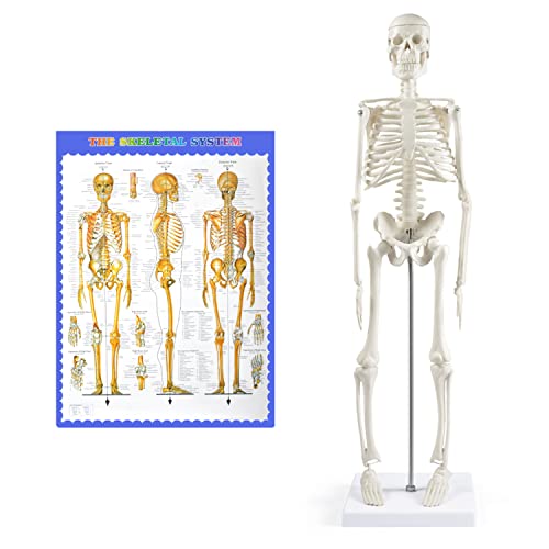 breesky Human Skeleton Model for Anatomy,17”Mini Human Skeleton Model with Movable Arms and Legs,Scientific Model for Study Basic Details of Human Skeletal System…