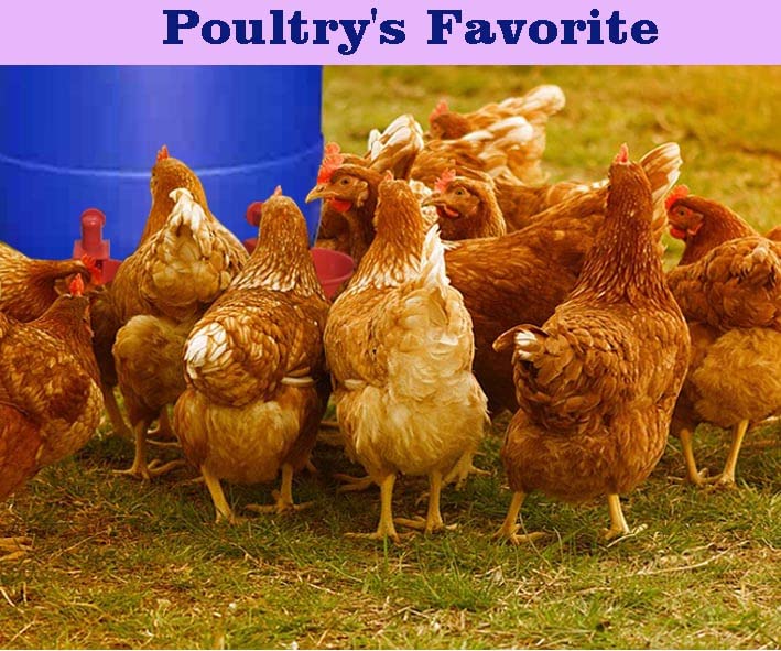 12 PCS Chicken Waterer,Chicken Water Cups,Chicken Feeder, No Waste Automatic Chicken Waterer, Keep It Clean Poultry Watering Cups,Free from Pollution Chicken Water Cup
