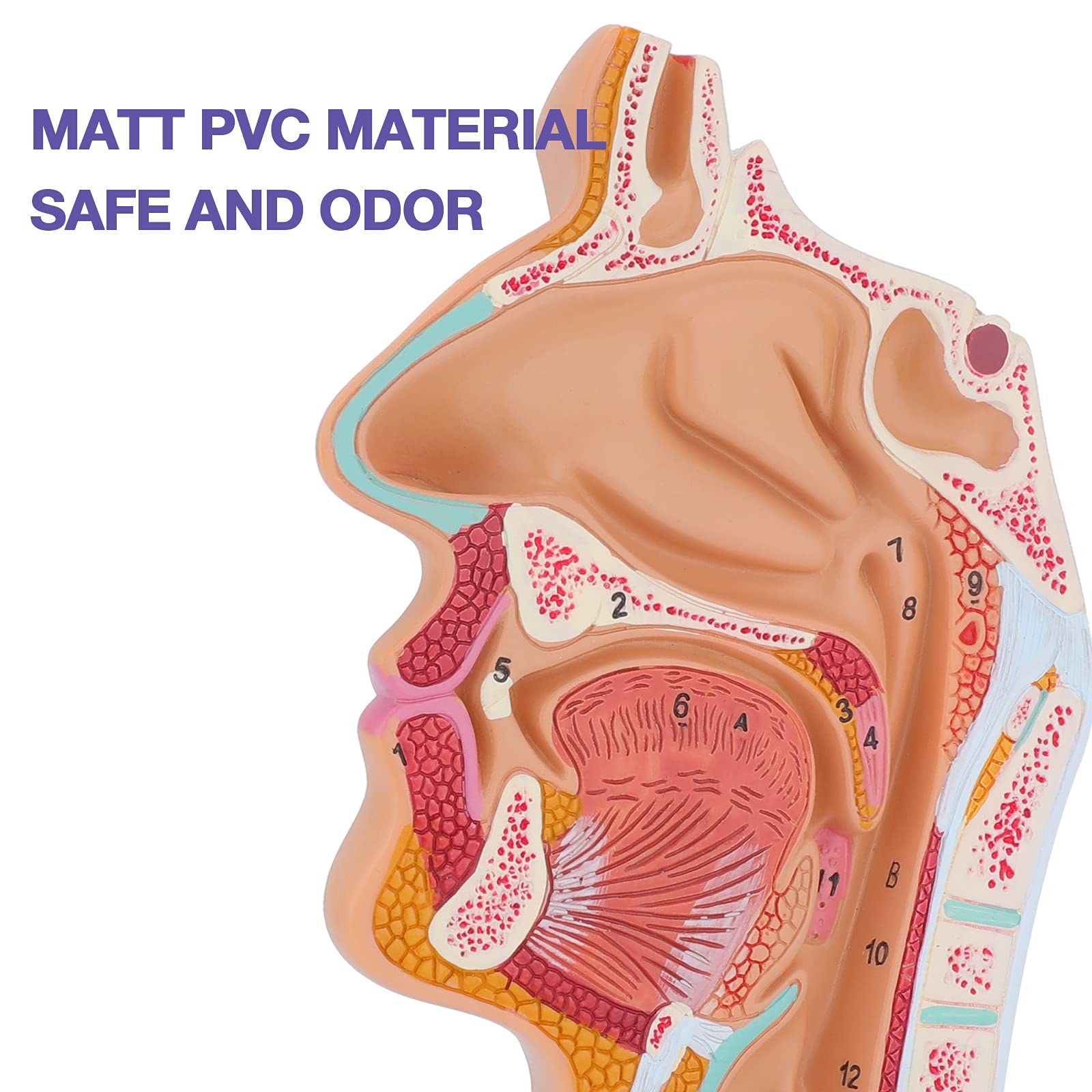 LVCHEN Human Nasal Cavity Throat Anatomy Medical Model - Human Anatomical Pharynx Larynx Model for Medical Students Study Display Teaching Medical Model
