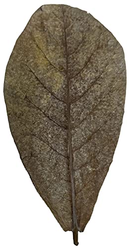Betta/Shrimp Leaves 10 4"-6" Premium Catappa Indian Almond Leaves Natural Habitat Tannin Producing Improves Immunity, Easy to USE Awesome Aquatic