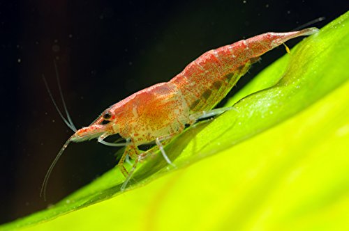 AQUATICBLENDEDFOODS Super Freshwater Shrimp,Snail & Crayfish Food Mix - ABF109 (Veggie & Krill, 4oz)