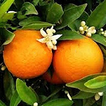 10pcs semi commestibili dell'albero del Della frutta, semi dell'arancio del Mandarino dei dell'agrume