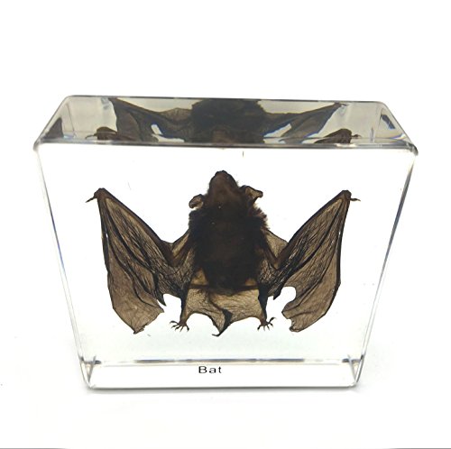 Amazingbug Real Bat Specimens Science Classroom Specimen for Science Education