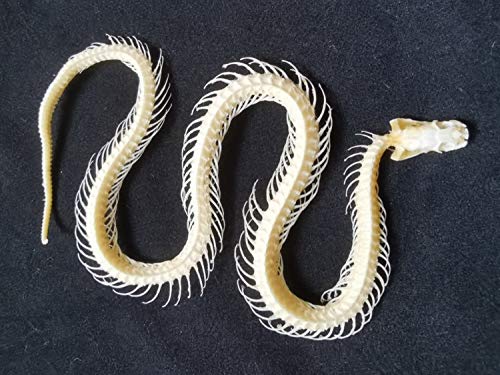 Real Snake Skeleton Animal Specimen in Science Classroom Specimens for Science Education