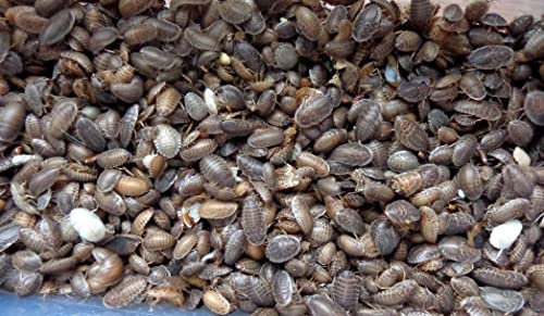 Dubia Roaches Small 25