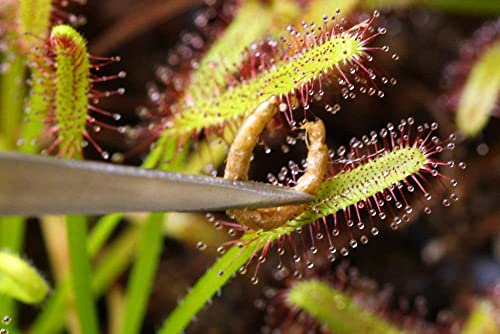 2oz Bloodworms, Freeze Dried Fresh Grade A Floating Bloodworms for All Tropical Fish, Bettas, Discus, Cichlids, Community 0.125 Pound (Pack of 1)