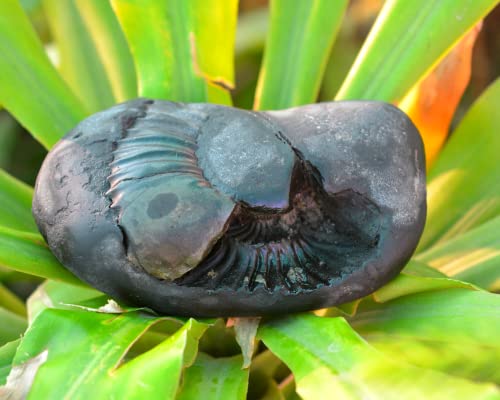 2.25"X4"Shri Laxmi Narayan Shaligram, Rare & Special One Piece, Religious Gifts, Saligram Stone - Gandaki River -I-6051