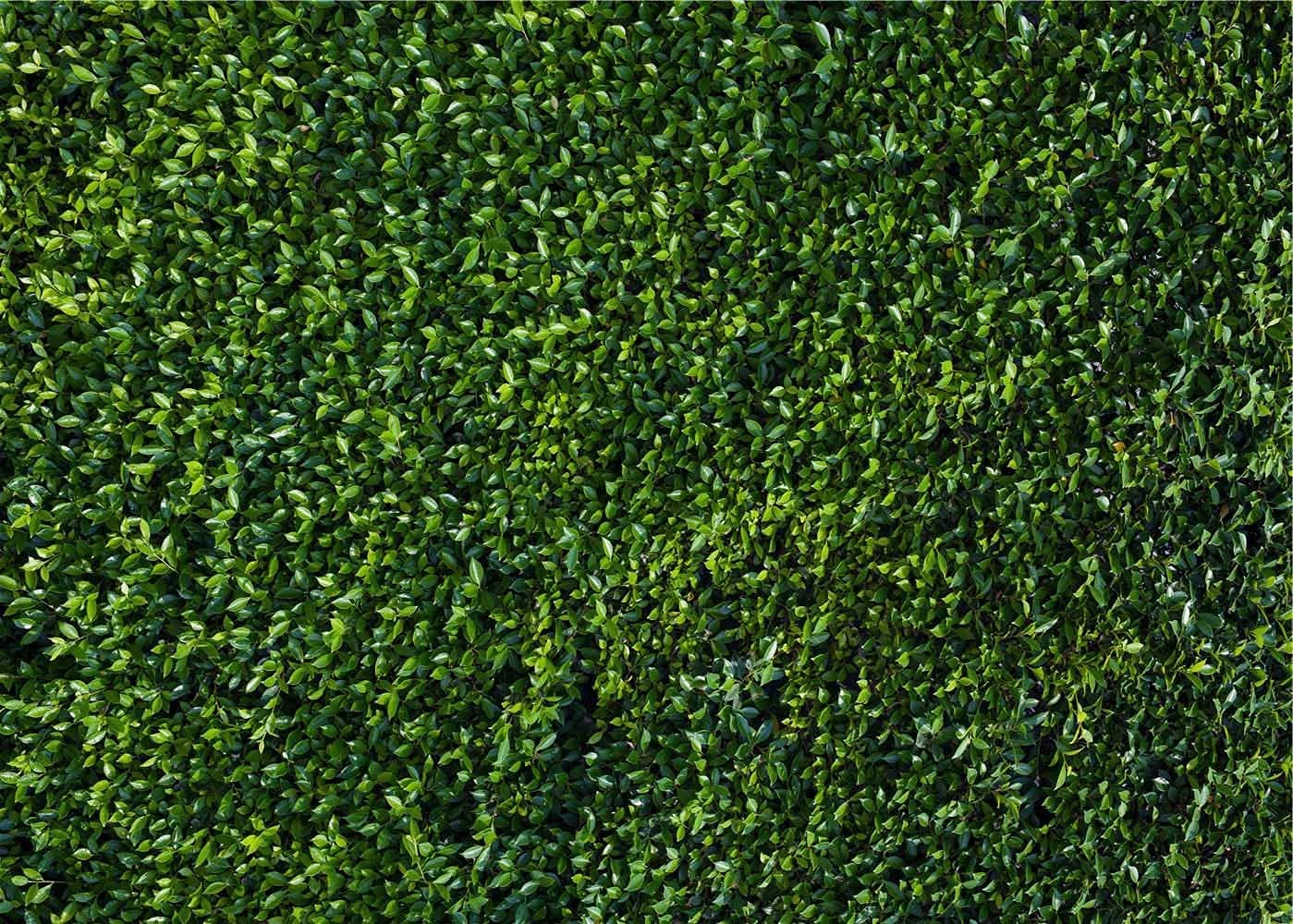 10x8FT Soft Fabric/Polyester Nature Spring Green Leaves Theme Photo Background Wedding Birthday Party Newborn Baby Shower Photography Backdrops Zoo Decor Shoot Props Bannner