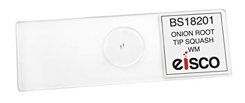 25PK Onion Root Tip Squash, Wholemount - Prepared Microscope Slides - Classroom Pack, 25 Slides in Storage Case - Biology & Microscopy - Eisco Labs