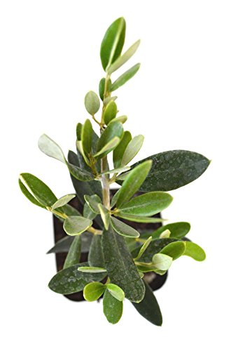 9GreenBox - Olive Tree - Tree of Peace - Olea europaea - 2 Pack