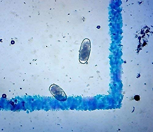 4 McMaster Method Microscope Slides, by FEC Source, Fecal/Worm Egg Count for Parasites for Veterinary Use. Livestock Parasite Management. FECRT Reference Guide Included.