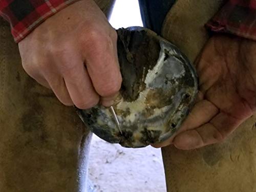 B Gone Easy to Apply Horse White Line Disease Hoof Wall 12 Dose 60 cc Gel Tube Treatment