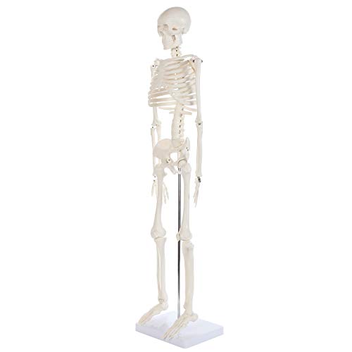 Anatomy Lab Human Skeleton Model, 34" Mini Skeleton Replica Mounted to Base for Display, with Removable Skull Cap, Movable Arms and Legs, and Details of Human Bones