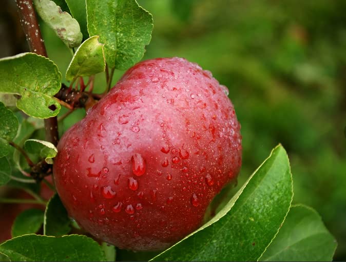 300Pcs|Apple Tree Seeds for Planting|Healthy,Sweet,Delicious(NOTSWOH)