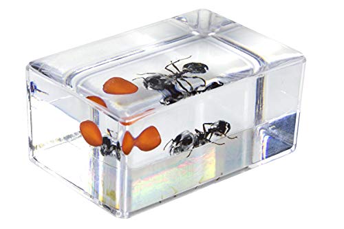 Celestron – Real 3D Bugs in Clear Resin – 4pc Set Includes Wasp, Ant, Chafer, and Beetle Specimens – Perfect for Science Eduction and Classroom – Use with Digital and Stereo Microscopes