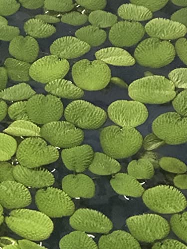 24 Water Spangles (Salvinia Minima), Live Aquarium/Aquatic/Floating/Pond/Beginner Plant NO Snail by TMD Fishkeeping