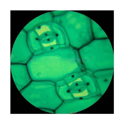 AmScope PS50A Prepared Microscope Slide Set for Basic Biological Science Education, 50 Biology and Pathology Slides, Includes Fitted Wooden Case