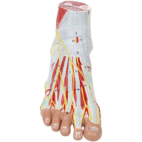 Axis Scientific Anatomy Model of Foot with Muscles, Ligaments, Nerves and Arteries, 9 Removable and Numbered Parts Show Internal Foot Detail and Structure, Study Guide