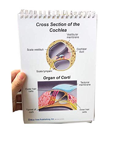 Blue Tree Publishing Ear Anatomy Desktop Charts For AUD, Audiologist, Hearing Centers and Classroom material for Education