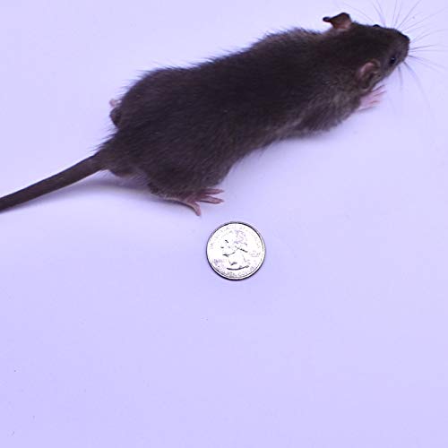 MiceDirect 20 Small Rats: Fresh Fast Frozen Food for Corn Snakes, Ball Pythons, Lizards