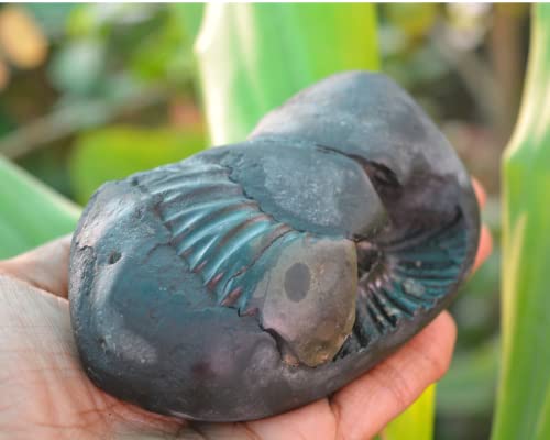 2.25"X4"Shri Laxmi Narayan Shaligram, Rare & Special One Piece, Religious Gifts, Saligram Stone - Gandaki River -I-6051