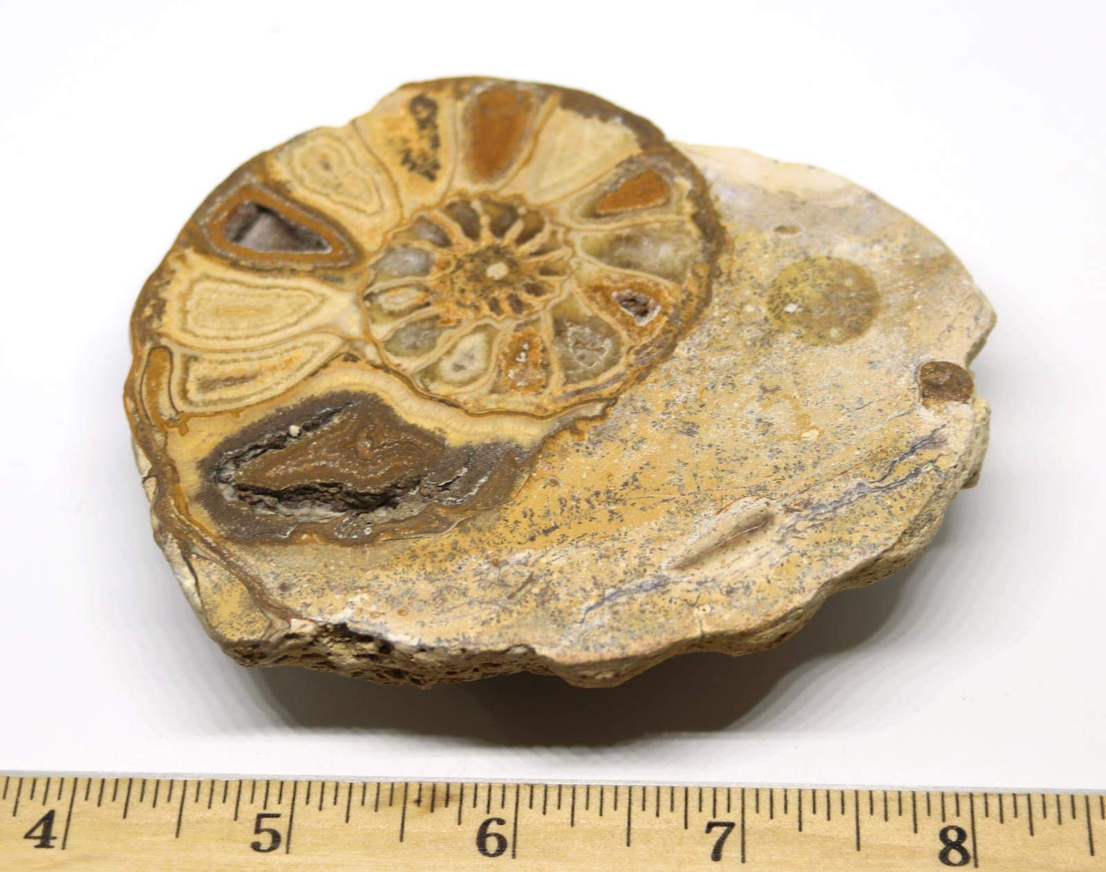Ammonite Acanthoceras Split Polished Fossil Texas 96 MYO w/Label #16254 29o