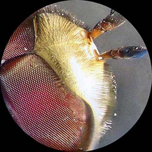 AmScope SE120 Portable Binocular Stereo Microscope, WF10x Eyepieces, 20X Magnification, 2X Objective, LED Lighting, Reversible Black/White Stage Plate, Track-Controlled Table Stand, Battery Powered