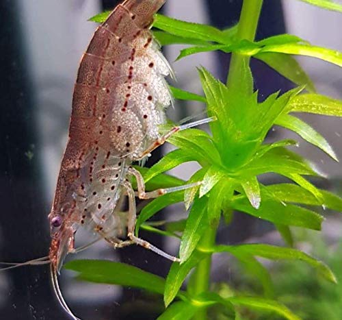 Anacharis Potted Elodea Densa Tropical Freshwater Stems Live Aquarium Plants Aquatic Pond Water Decorations 3 Days Live Guaranteed by Mainam