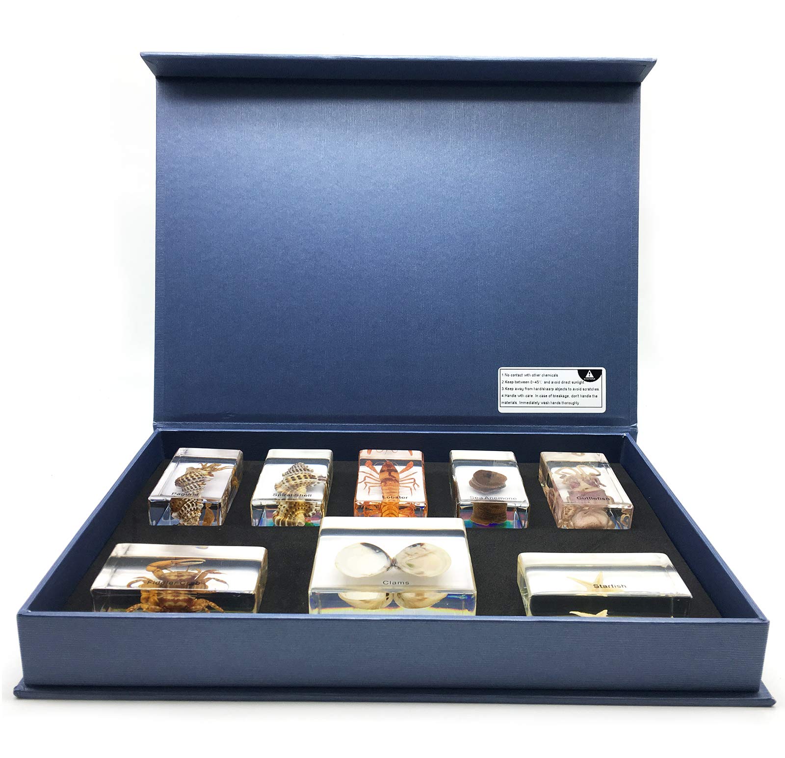 8 PCS Marine Animals Specimens Taxidermy Paperweights for Science Classroom Education