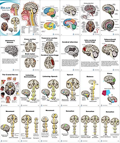 Brain Pocket Charts