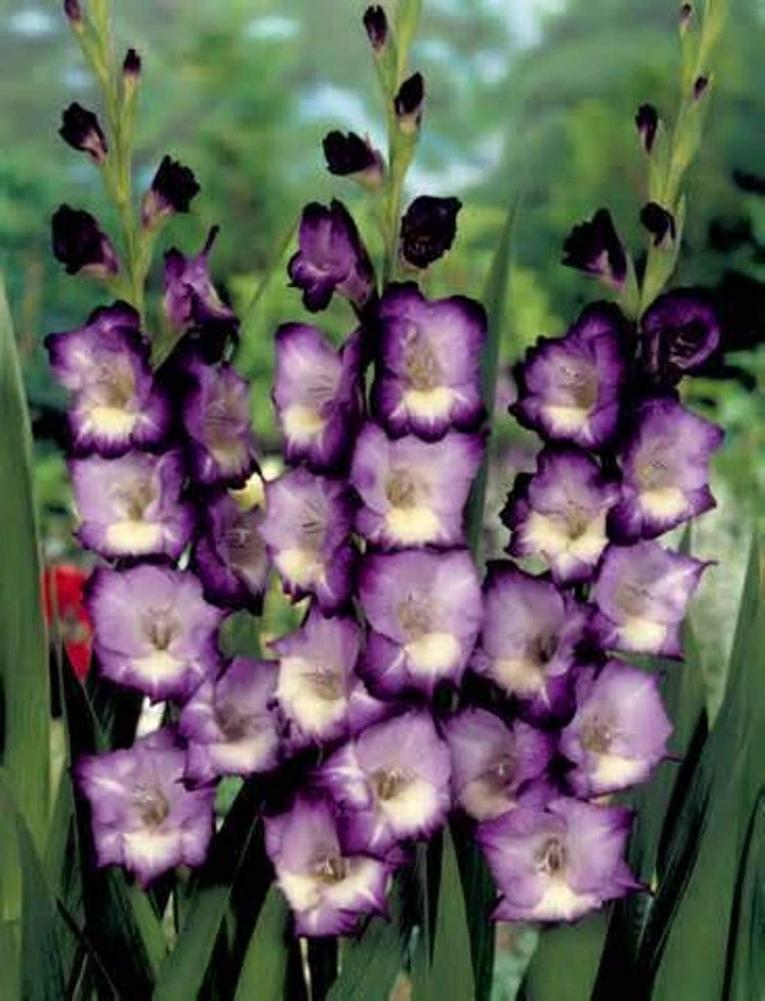 20 Pack Pastel Mixed Gladiolus Bulbs, Perennializing Gladiolus Flower Bulbs