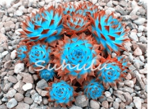 200 pcs Hens And Chicks Succulent Mix Seeds (Sempervivum Hybridum) Bonsai Plant