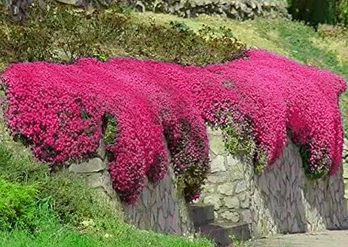 2000+ Red Creeping Thyme Seeds for Planting Thymus Serpyllum - Heirloom Ground Cover Plants Easy to Plant and Grow - Open Pollinated