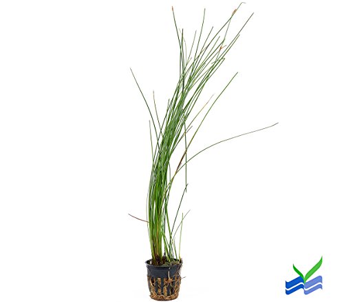 AQUARIUM PLANTS DISCOUNTS Potted Tall Hairgrass by AquaLeaf Aquatics - Easy Aquatic Live Plant