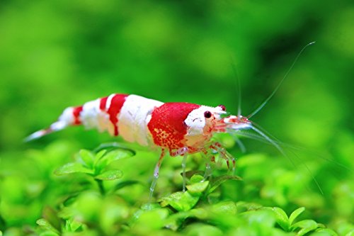 AQUATICBLENDEDFOODS Super Freshwater Shrimp,Snail & Crayfish Food Mix - ABF109 (Veggie & Krill, 4oz)