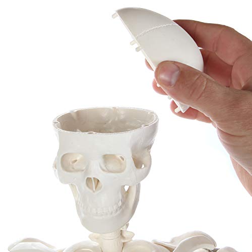 Anatomy Lab Human Skeleton Model, 34" Mini Skeleton Replica Mounted to Base for Display, with Removable Skull Cap, Movable Arms and Legs, and Details of Human Bones