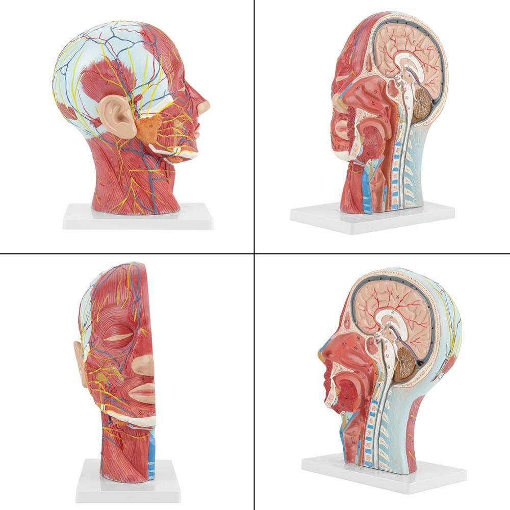 Anatomical Head Model, Anatomical Human Anatomical Half Head and Face Anatomy Medical Brain Neck Median Section Study Model