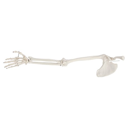 Axis Scientific Human Life-Size Right Arm Skeleton Model, Anatomically Accurate Human Skeletal Right Arm, Includes All Bones Plus Clavicle, Scapula and Articulated Hand Bone – Detailed Product Manual