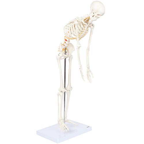 Axis Scientific Mini Human Flexible Skeleton Model with Stand, 34" Tall Skeleton Includes Flexible Spine and Removable Arms and Legs, a Stand and Base for Display and Demonstration,