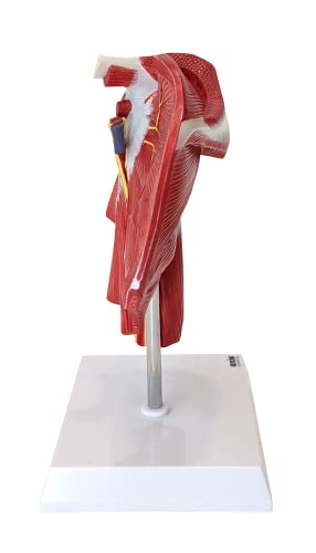 Axis Scientific Muscled Shoulder Joint Model β Shows Complete Shoulder Musculature from Rotator Cuff to Subscapular Muscles β Includes Base, Product Manual