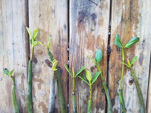 5 LIVE Mangroves - Red Mangrove Seedlings - Filtration, Aquarium, Reef, Tank, Saltwater, Aquatic, Plants