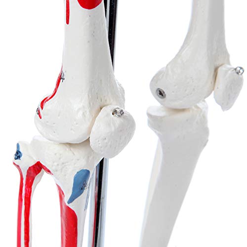 Axis Scientific Mini Human Skeleton Model with Metal Stand, 31" Tall, Painted and Numbered Muscle Insertion and Origin Points, Product Manual for Study and Reference, Easy to Assemble