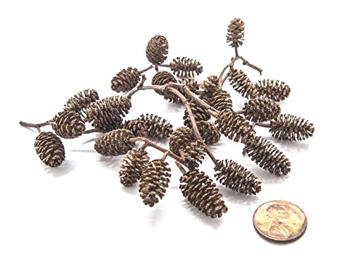 Aquatic Arts 50 Alder Cones | Shrimp Aquarium Decorations |pH Reducer & Buffering Water Treatment |Freshwater Fish Tank Supplies/Accessories