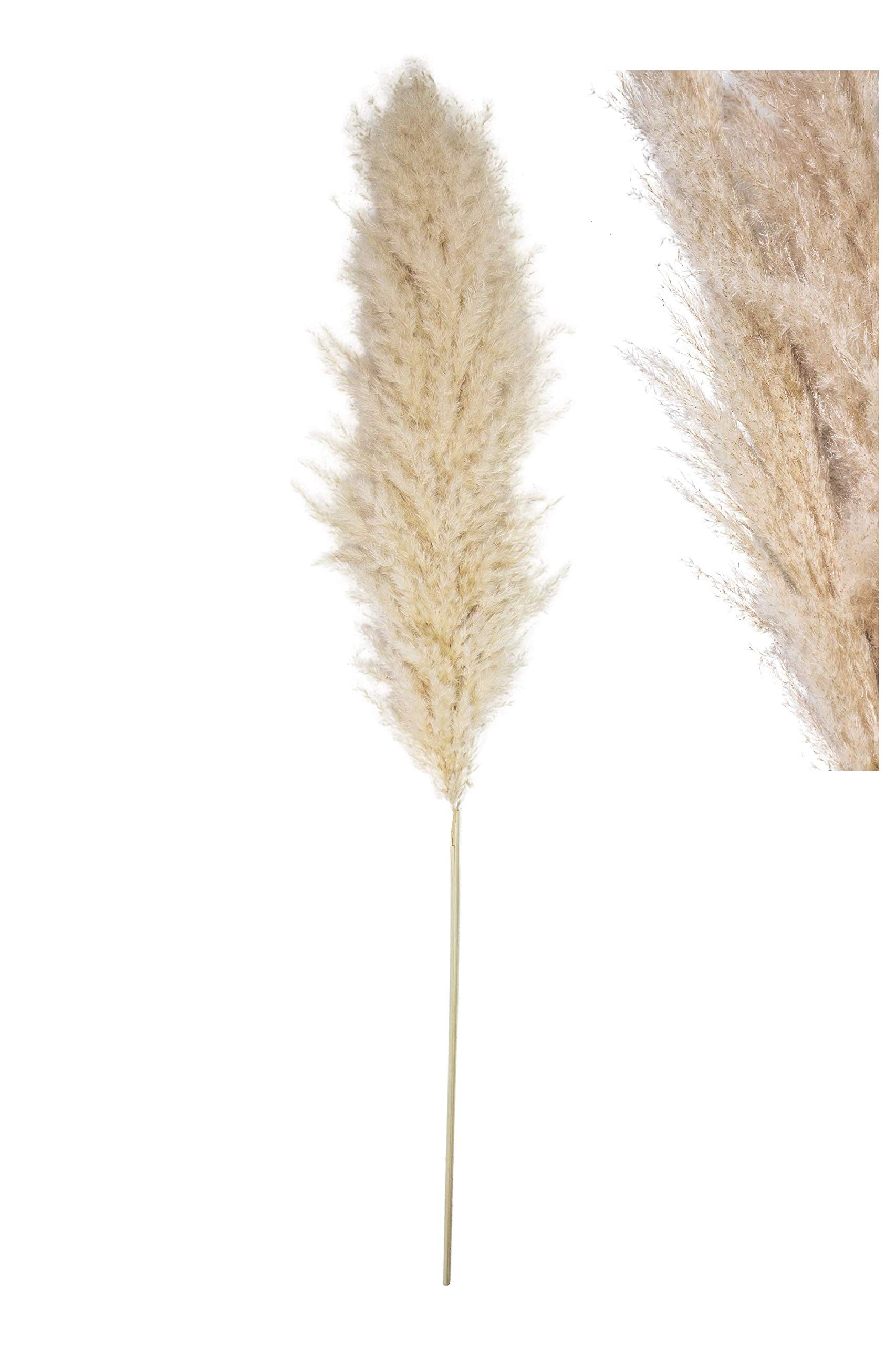 48" Extra Large Pampas Grass Stems Beige- 4 Pampas Stems - Tall-Pampas Grass for Floor Vase - Wedding Decoration